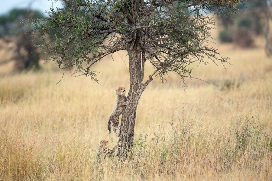 Cheetah Cubs Run Up Tree, Tanzania (Cheetahs) – Melissa Groo