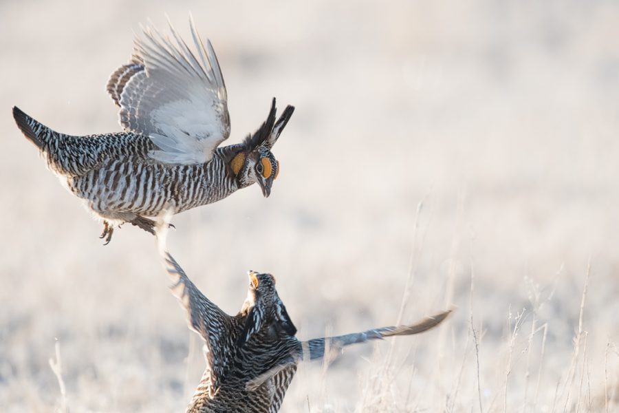 Game Birds – Melissa Groo