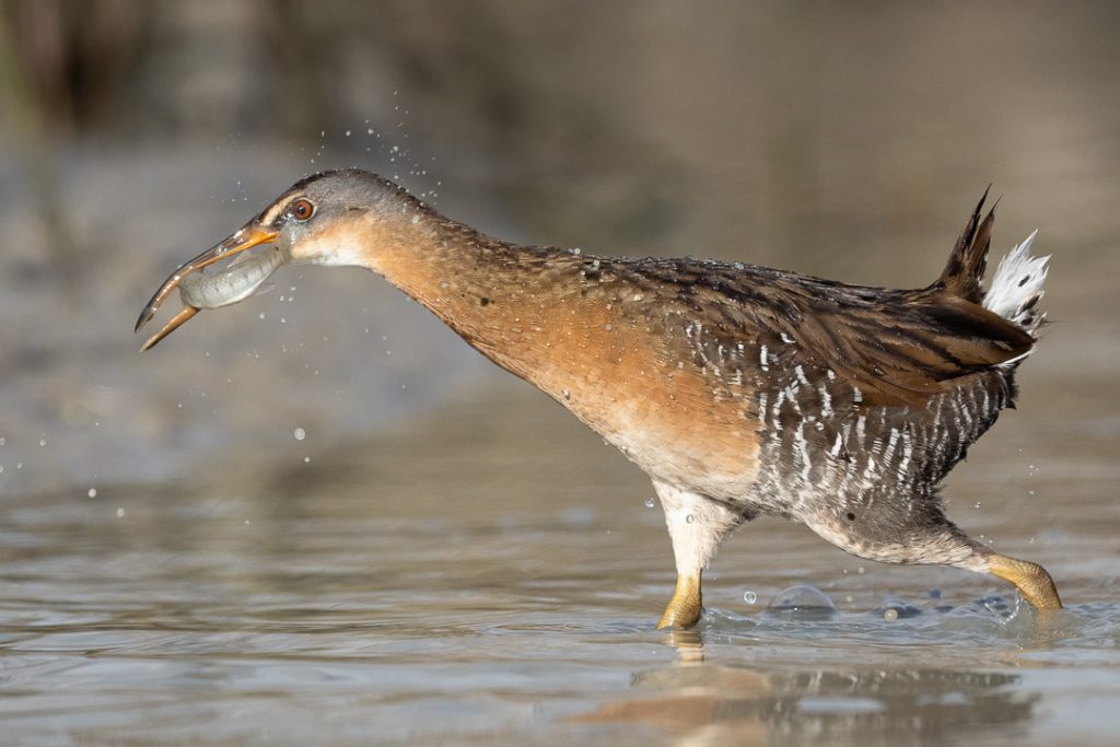 Clapper Rail with Fish, Aransas, Texas (Clapper Rails) – Melissa Groo