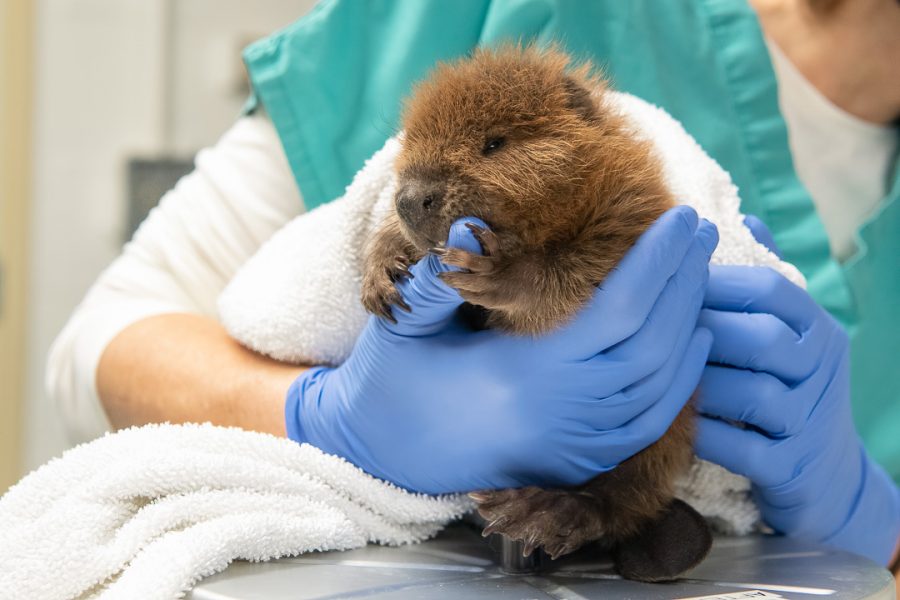 Baby Beaver Ready for Feeding, Janet Swanson Wildlife Hospital, Ithaca ...
