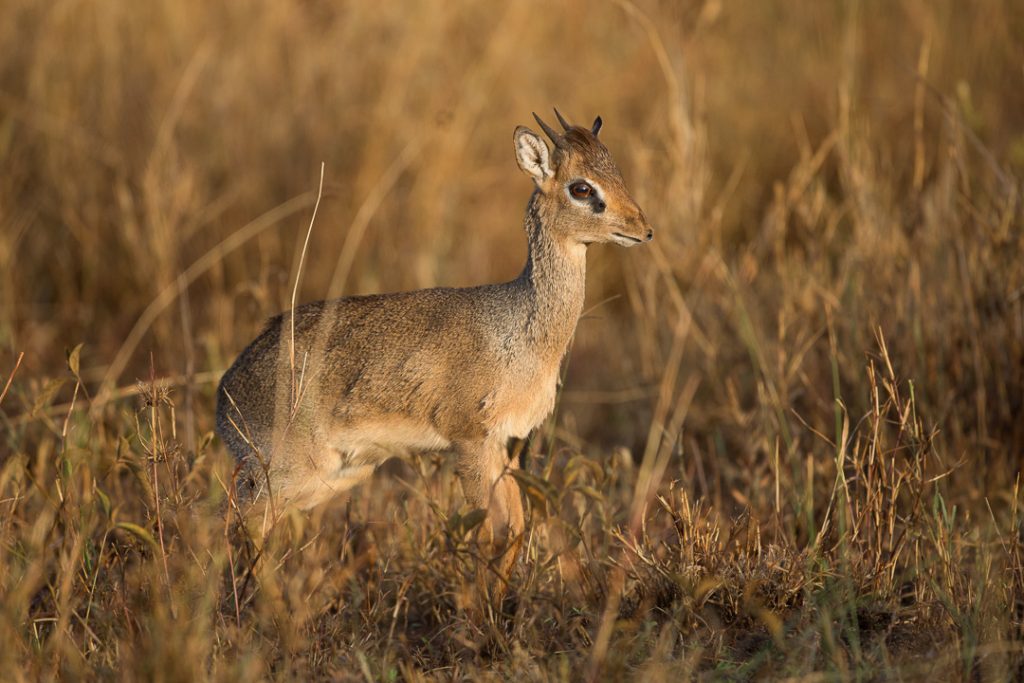 Dik-dik, Tanzania (Dik-diks) – Melissa Groo