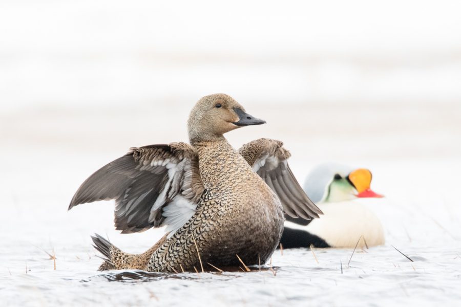 King Eider female, with male behind, Utqiagvik, Alaska (King Eiders) – Melissa Groo