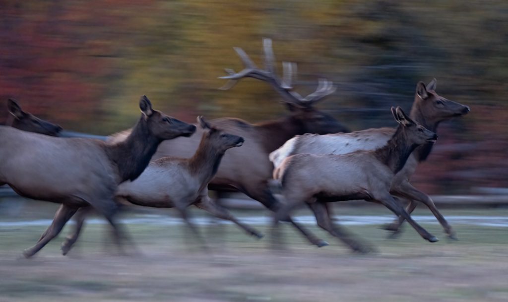 Elk Bull and Harem Running at Twilight, Grand Teton, Wyoming (Elks ...