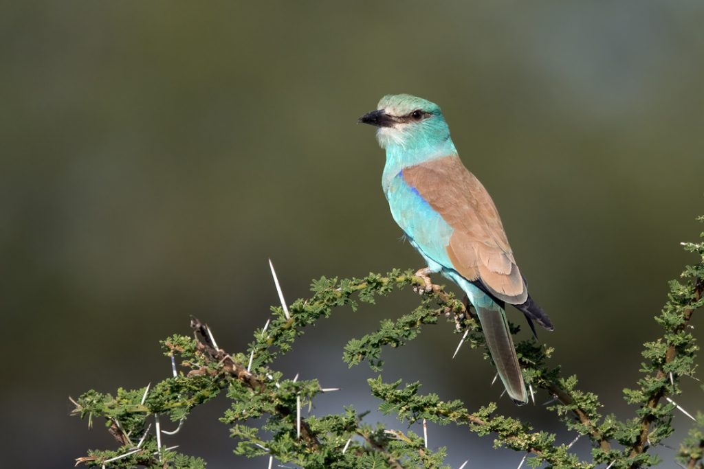 European Roller Portrait, Tanzania (European Rollers) – Melissa Groo