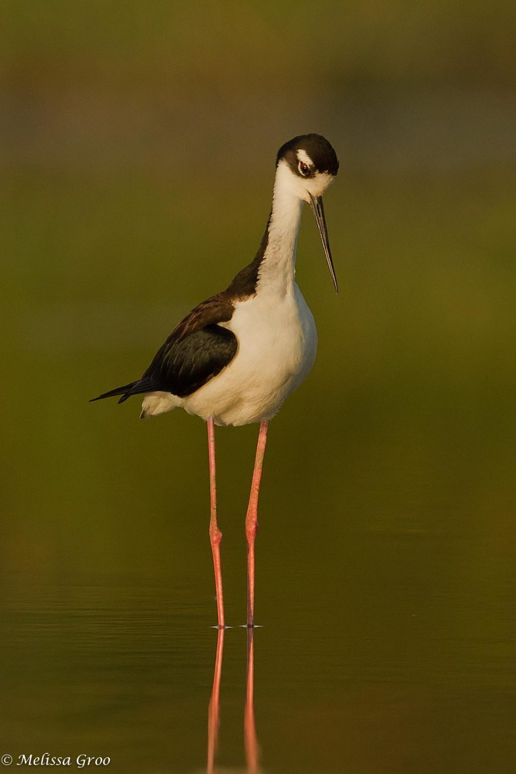 Black-Necked Stilt Reflecting, Fort Myers, Florida (Black-Necked Stilts ...