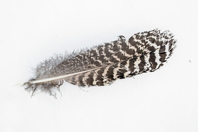 Snowy Owl Feather (Snowy Owls) – Melissa Groo