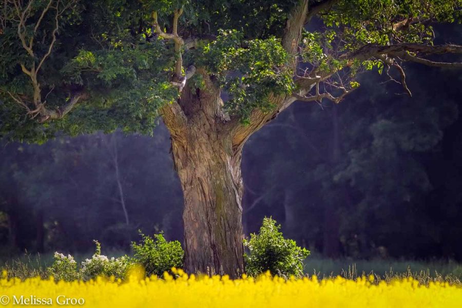 Tree in Golden Meadow, Ithaca – Melissa Groo