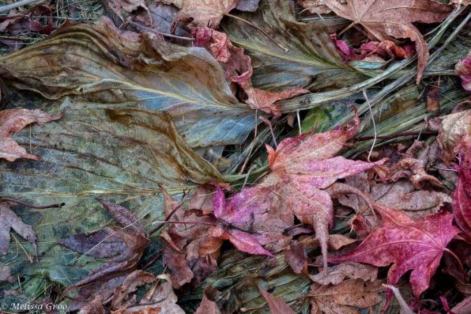 Decaying Leaves – Melissa Groo