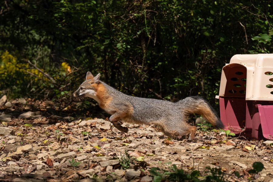 Gray Fox Release, Wilseyville, New York (Gray Foxes) – Melissa Groo