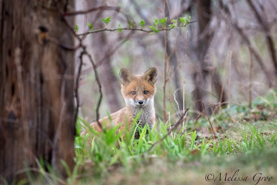Red Fox Kit Surprise, Lansing, New York (Red Foxes) – Melissa Groo