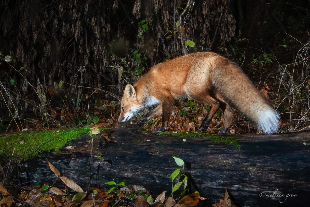 Red Fox, Camera Trap, Ithaca, New York (Red Foxes) – Melissa Groo
