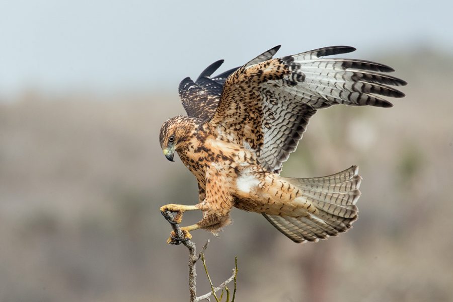 Galapagos Hawk, Galapagos (Hawks) – Melissa Groo