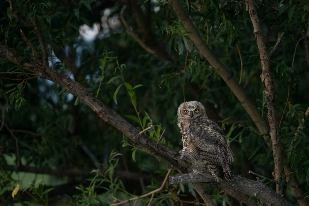 Great Horned Owl Fledgling, Mission Valley, Montana (Great Horned Owls ...