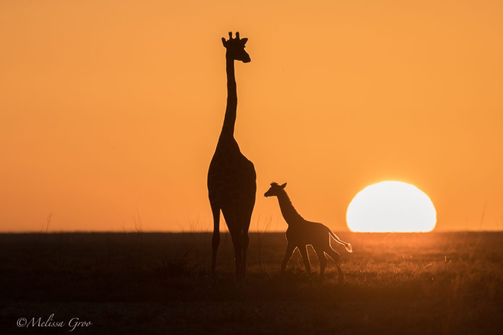 Giraffe Mother and Calf, Sunrise in the Serengeti, Tanzania (Giraffes ...