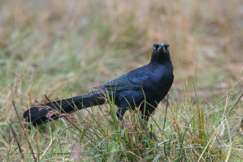 Great-tailed Grackle, Texas (Great-tailed Grackles) – Melissa Groo
