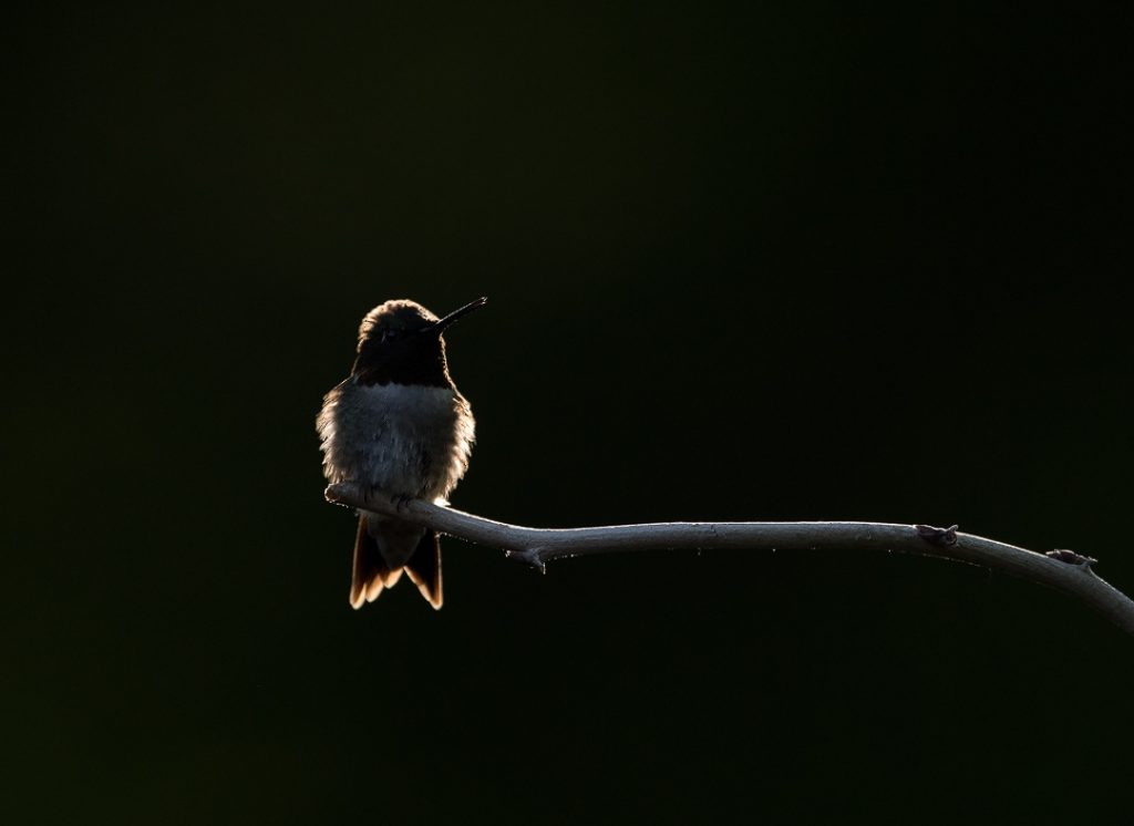 Ruby-throated Hummingbird Backlit, Ithaca, New York (Ruby-throated ...