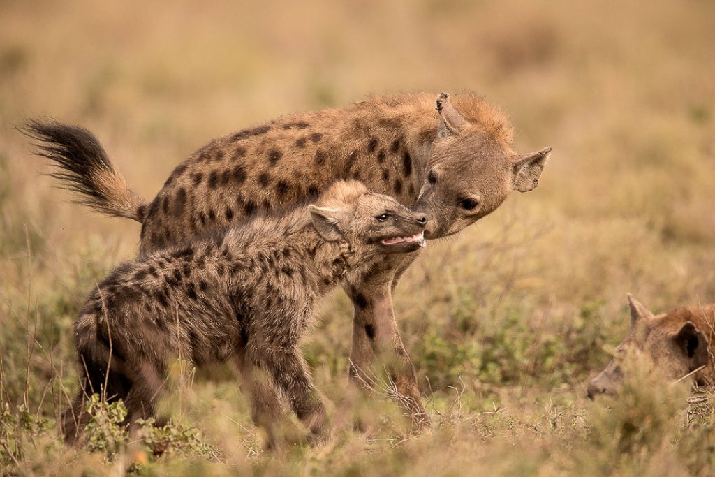 Spotted Hyena mother and cub, Tanzania (Hyenas) – Melissa Groo