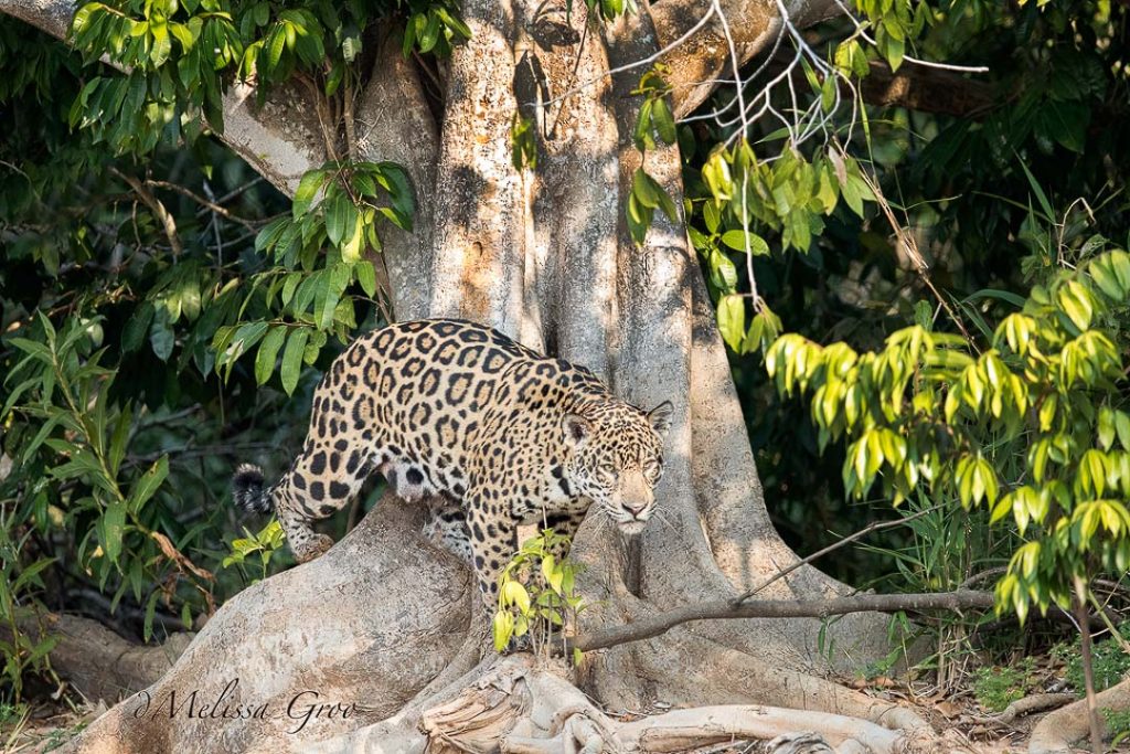 Jaguar At Tree, Brazil, Pantanal (Jaguars) – Melissa Groo