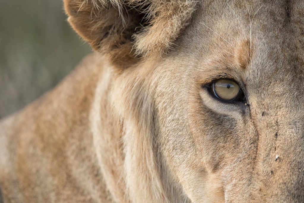 The Eye of a Lioness, Tanzania (Lions) – Melissa Groo