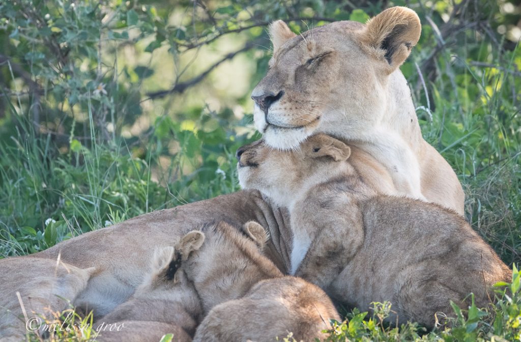 Lion Mama and Cubs, Tanzania (Lions) – Melissa Groo