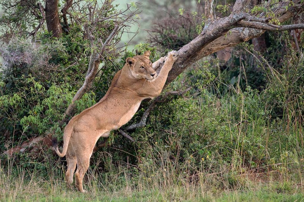 Lioness Stretching, Murchison Falls, Uganda (Lions) – Melissa Groo