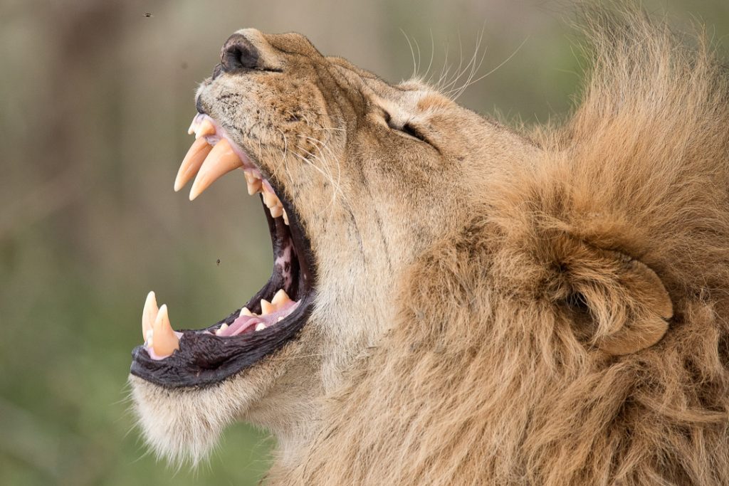 African Lion Yawning, Mara Triangle, Kenya (Lions) – Melissa Groo