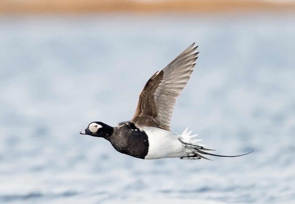 Long-tailed Duck in Flight, Barrow, Alaska (Long-tailed Ducks ...