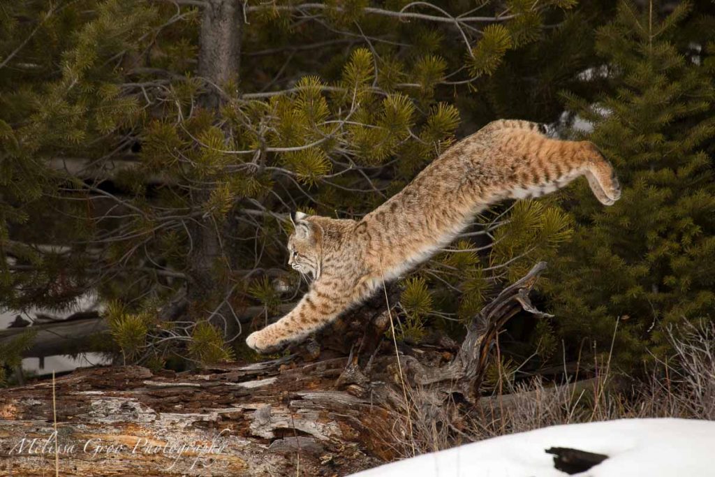 Bobcat Leaping, West Yellowstone (Bobcats) – Melissa Groo