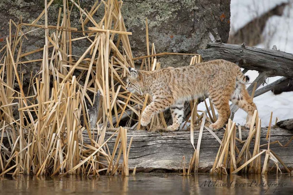 Bobcat Prowling Madison River, Montana (Bobcats) – Melissa Groo