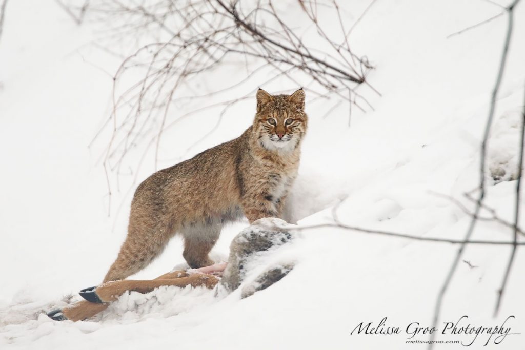 Bobcat at Deer Carcass, Ithaca, New York (Bobcats) – Melissa Groo