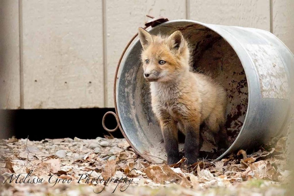 Red Fox Kit in Bucket – Melissa Groo
