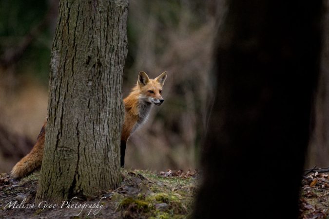 Red Fox Behind Tree – Melissa Groo