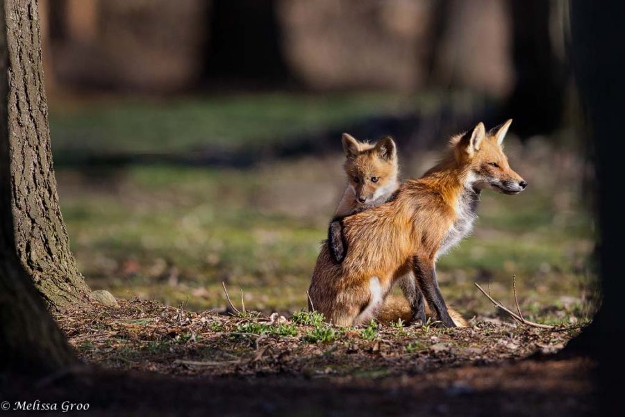 Mama Red Fox with Kit 1 – Melissa Groo