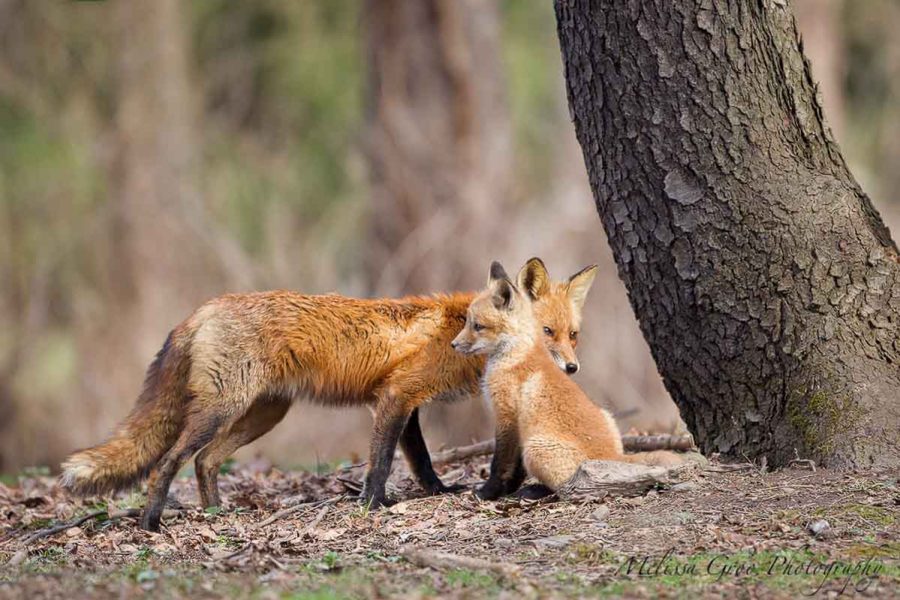 Father Fox and his Kit – Melissa Groo