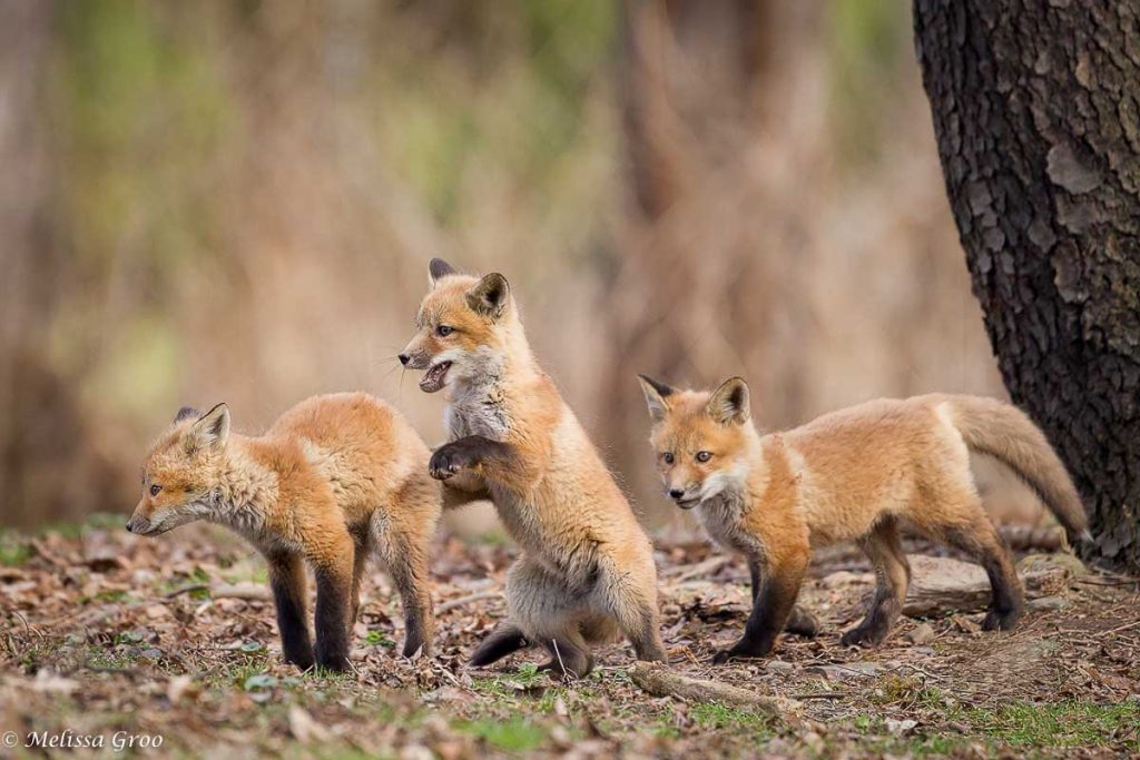 Three Red Fox Kits – Melissa Groo