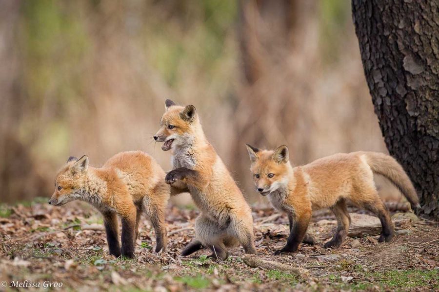 Three Red Fox Kits – Melissa Groo