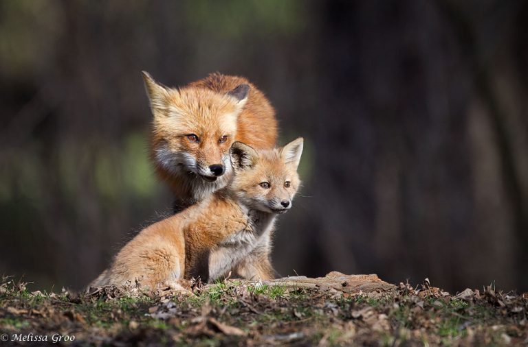 Father Fox with a Kit at Sunset – Melissa Groo