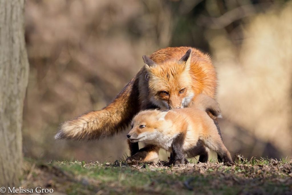 Red Fox Kit Escapes His Father’s Grooming – Melissa Groo