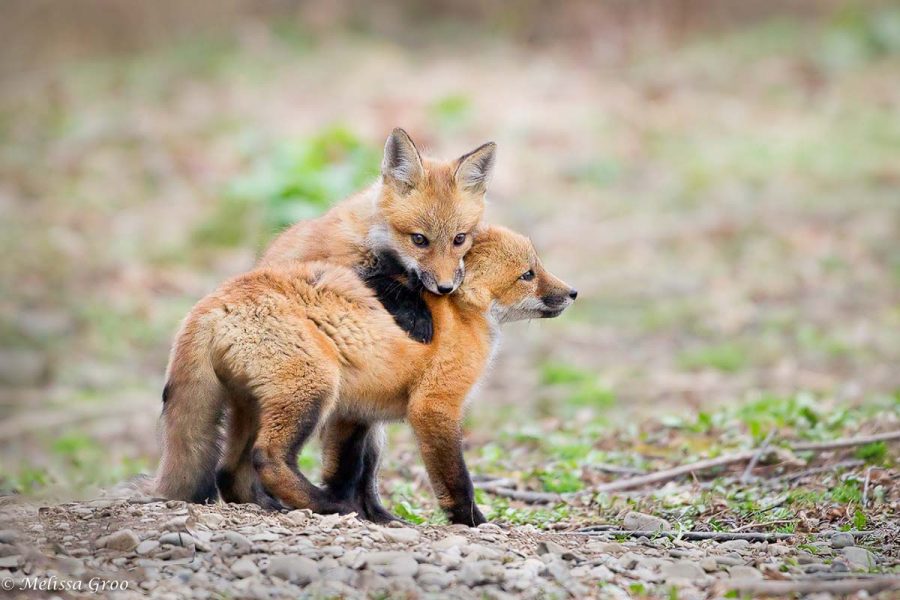 Red Fox Kits Playing 5 – Melissa Groo