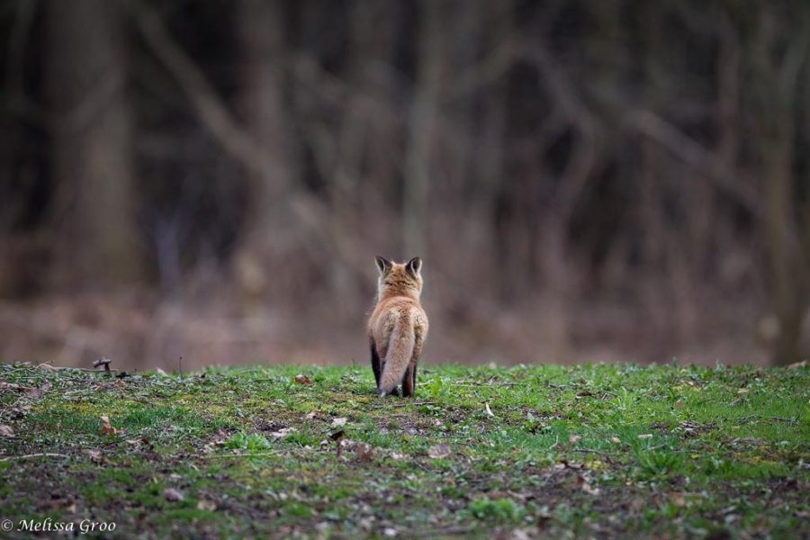 Red Fox Kit Faces the World – Melissa Groo