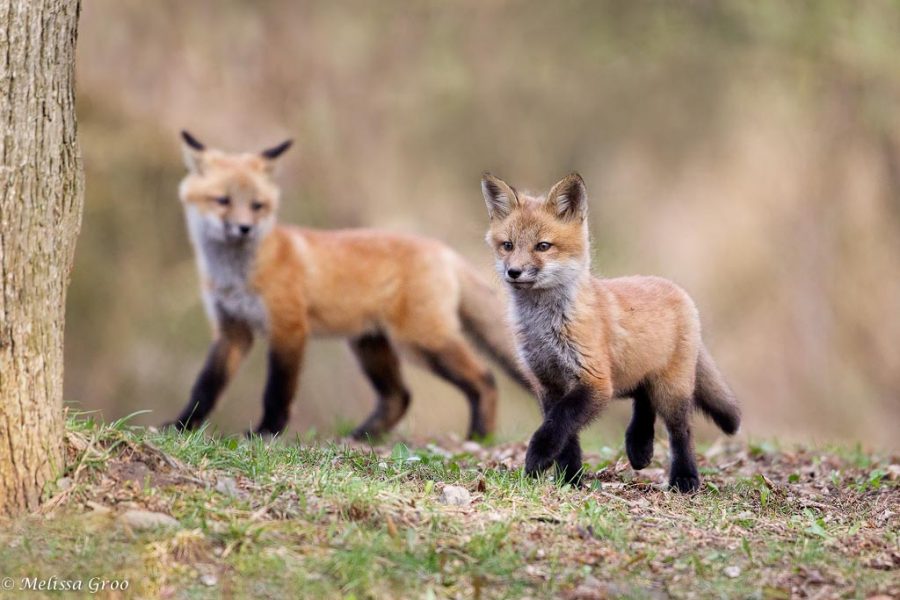 Red Fox Kits Explore – Melissa Groo