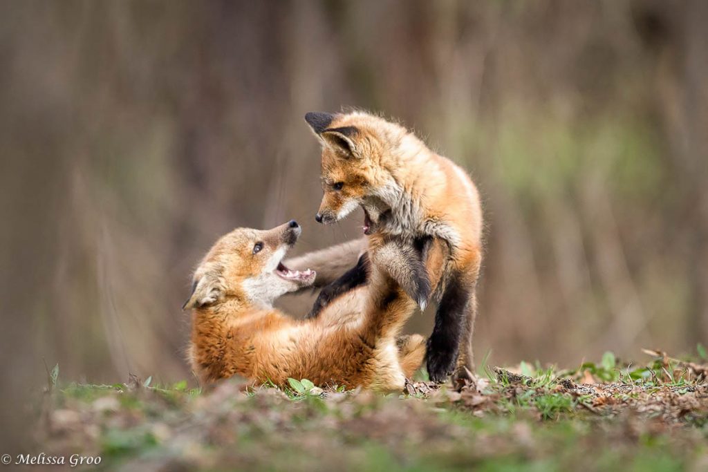 Red Fox Kits Playing 3 – Melissa Groo