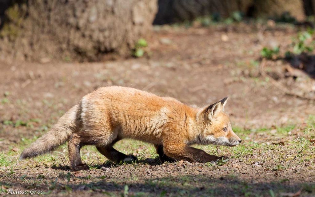 Stalking Red Fox Kit – Melissa Groo