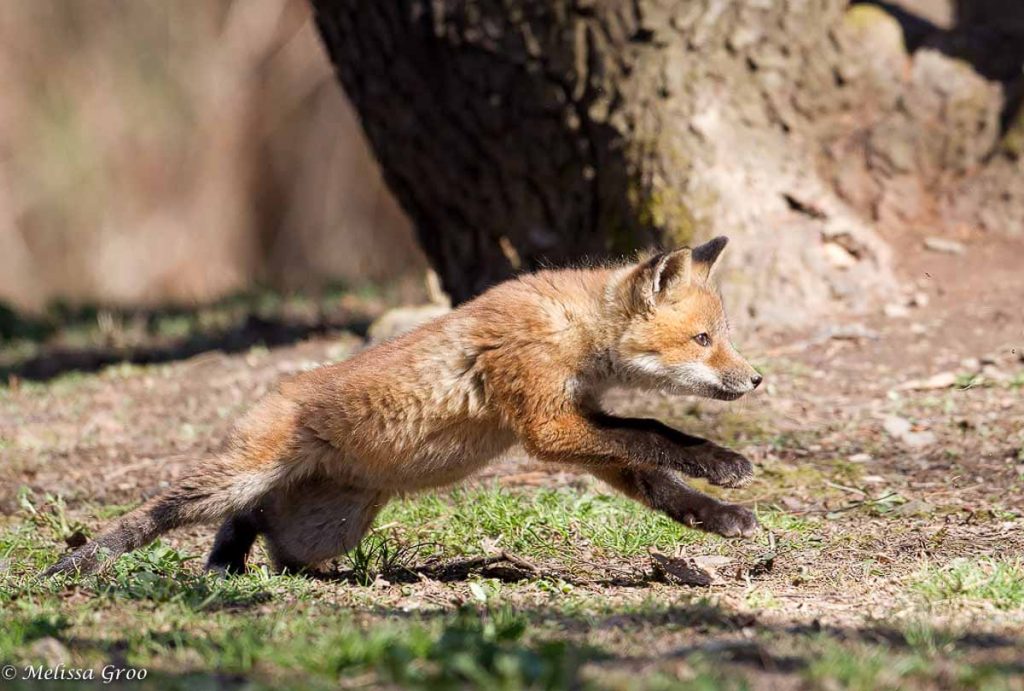 Pouncing Red Fox Kit – Melissa Groo