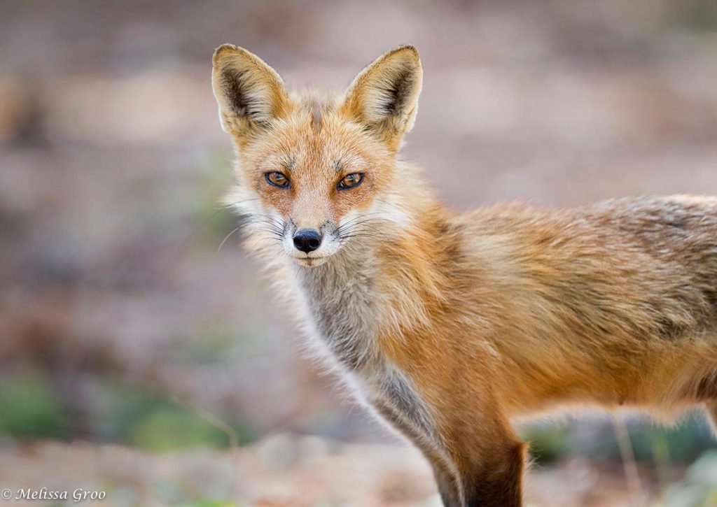 Portrait of Mother Red Fox 2 – Melissa Groo