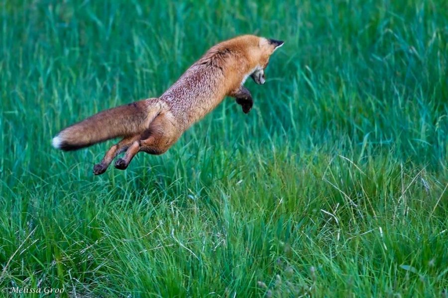 Red Fox Leaping, New York – Melissa Groo