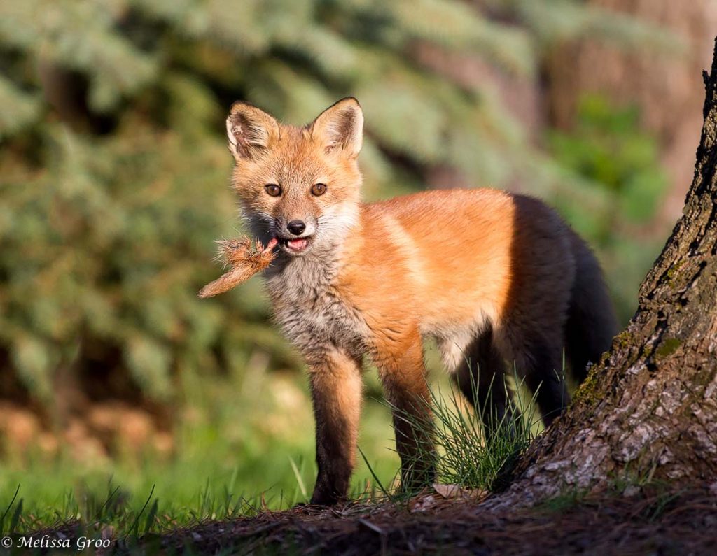 Red Fox Kit with Bone – Melissa Groo