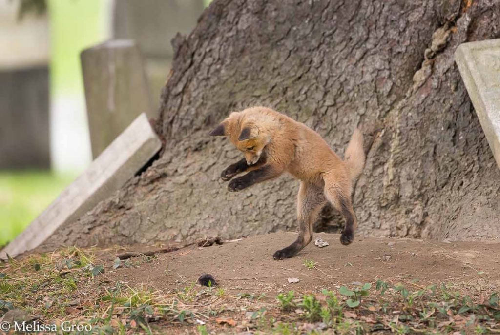 Fox Kit Jumping on Prey, New York – Melissa Groo