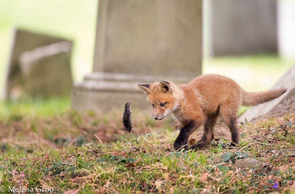 Fox Kit Tossing Rodent, New York – Melissa Groo