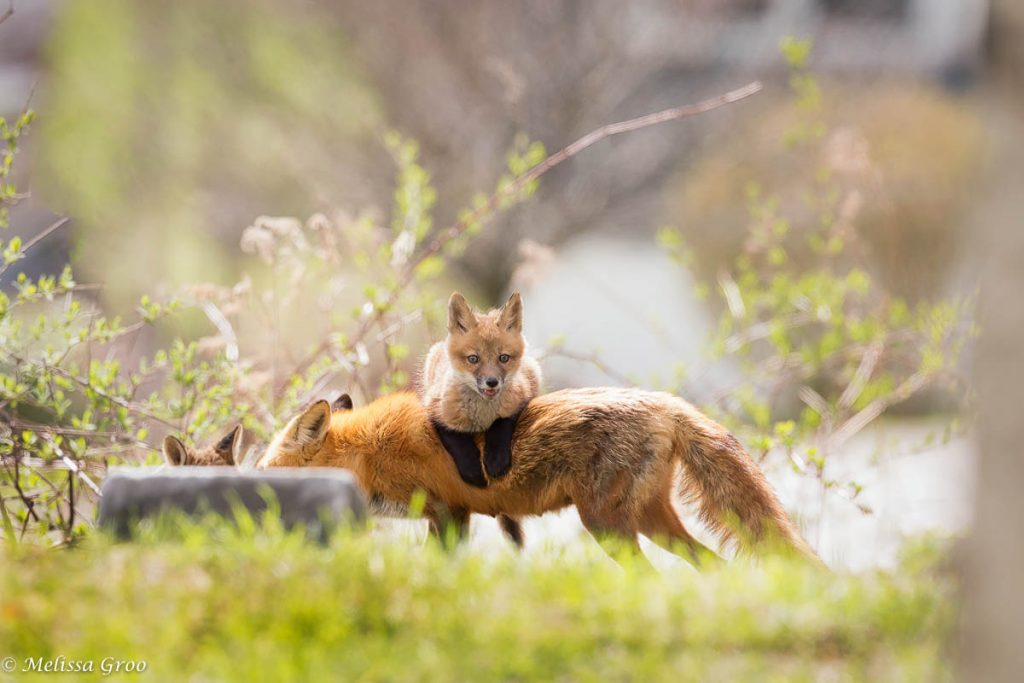 Fox Kit Climbs on Papa, New York – Melissa Groo